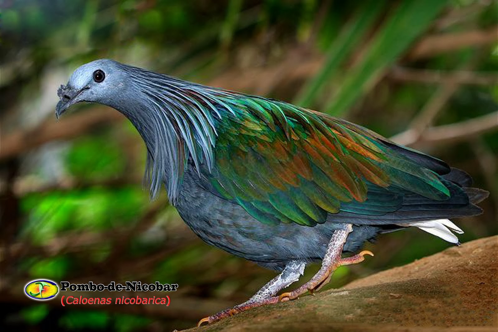 Zoologia: Pombo-de-Nicobar (Caloenas nicobarica)